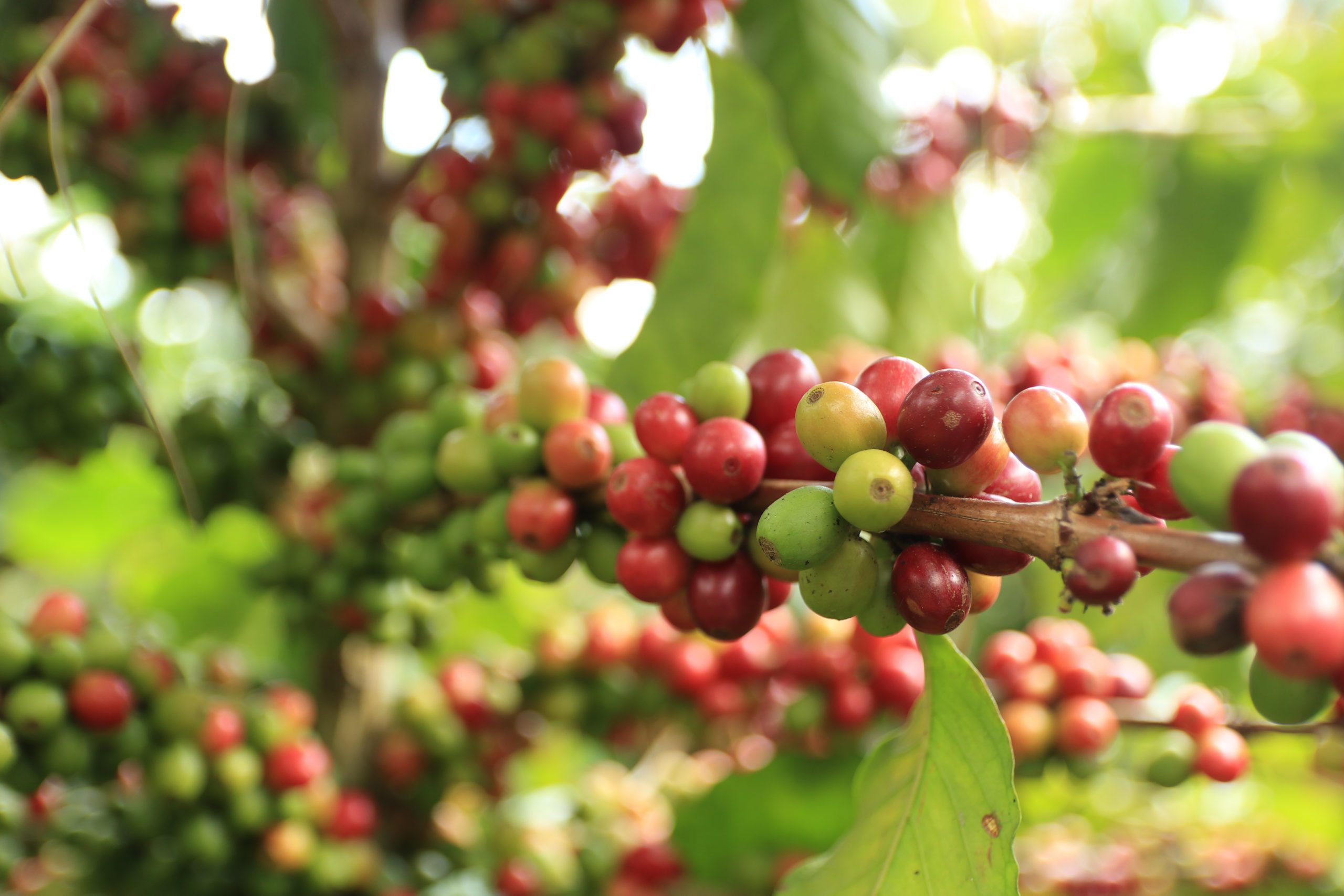 Interesting Facts About Coffee