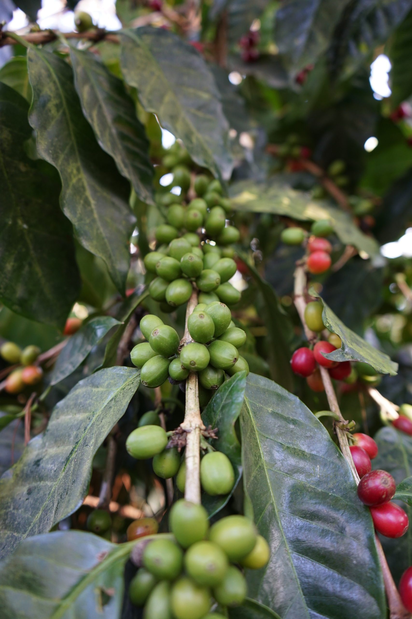 What Tasks Need Coffee Energy? - Subida Coffee